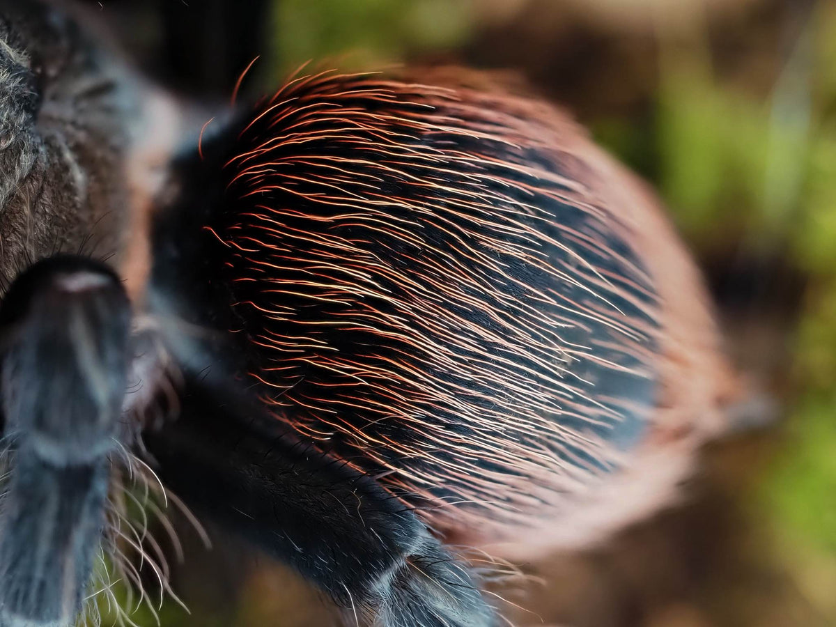 0.1 Tliltocatl vagans – Arachno-World