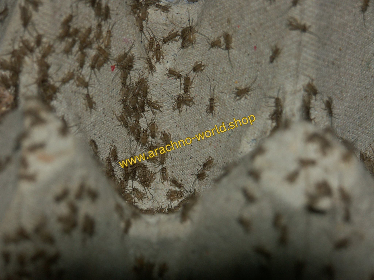 Heimchen micro – Arachno-World