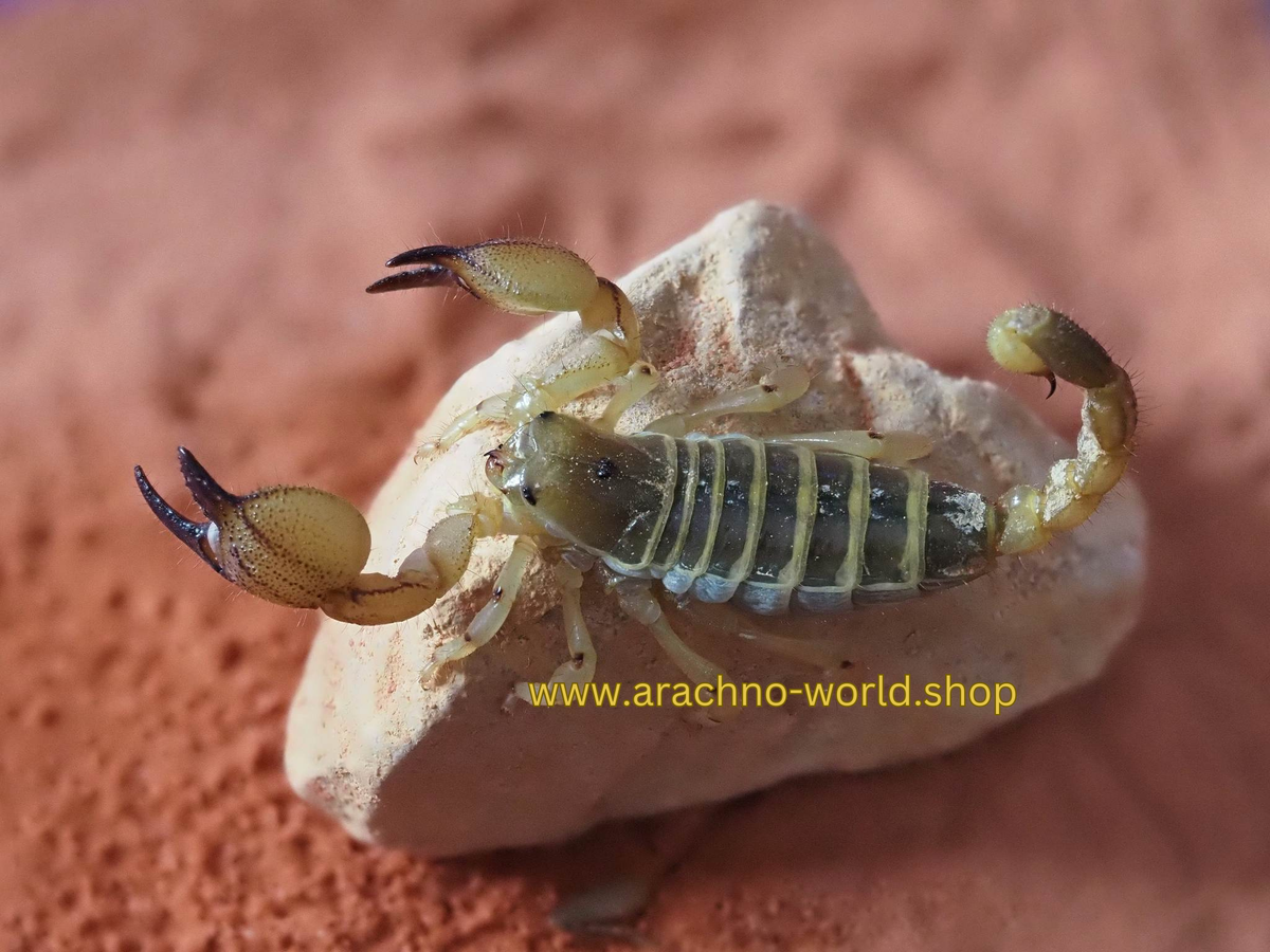 Scorpio maurus palmatus – Arachno-World