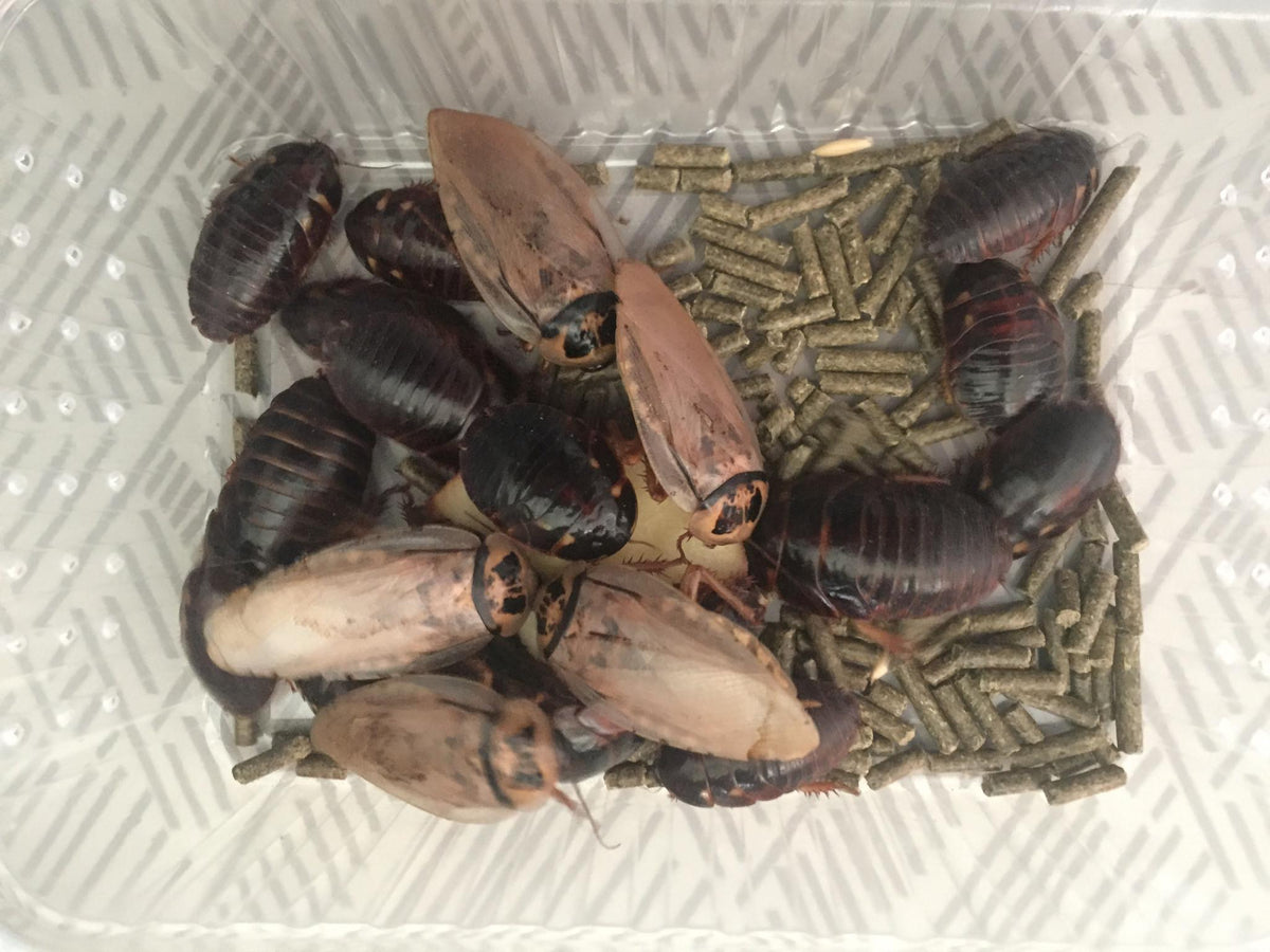 Eublaberus distanti Zuchtansatz (Sechsfleckschabe / Trinidad-Fledermau ...
