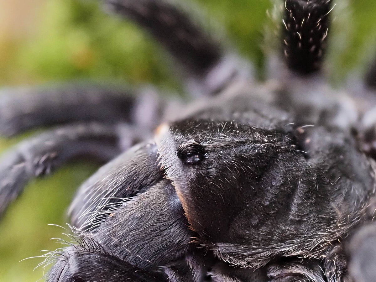 Grammostola pulchra – Arachno-World