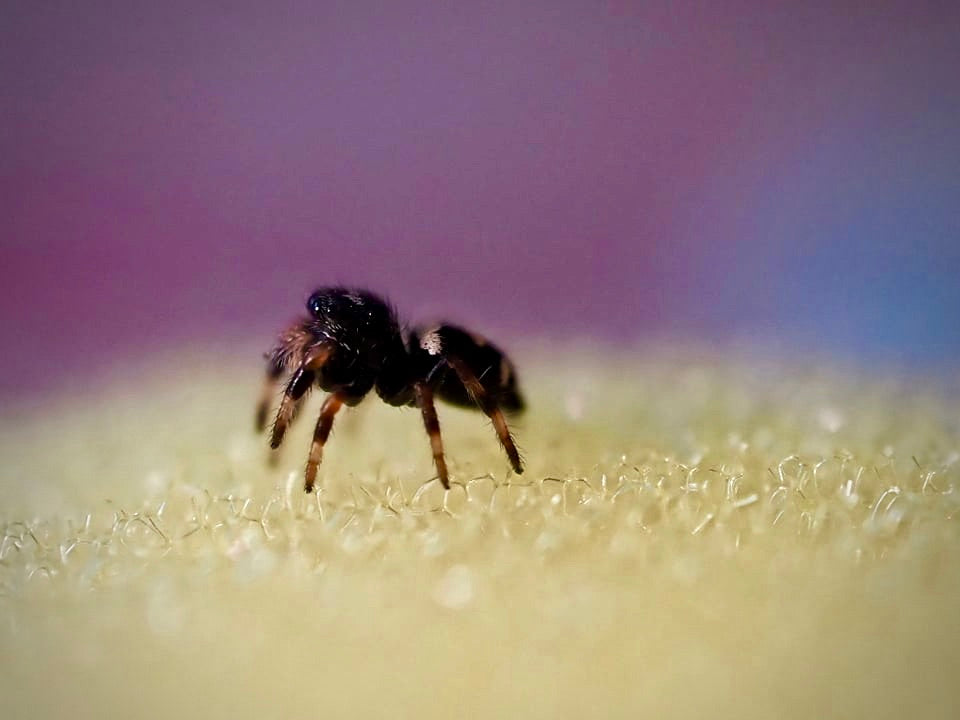 Phidippus regius "Rastafari" (Springspinne) – Arachno-World