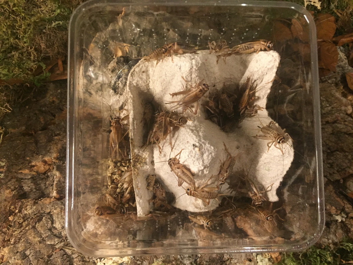 Heimchen groß – Arachno-World