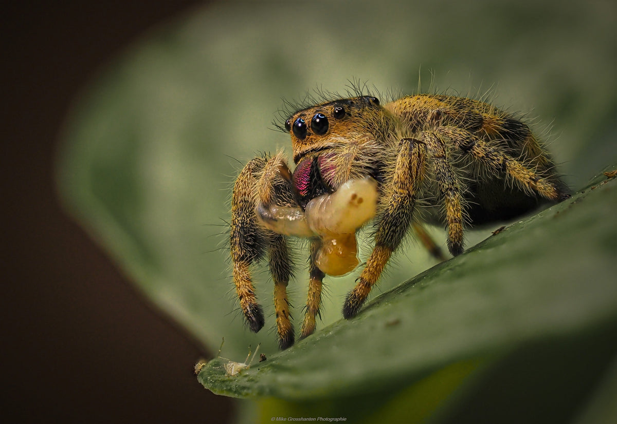 Phidippus regius "Nord Florida" (Springspinne) – Arachno-World